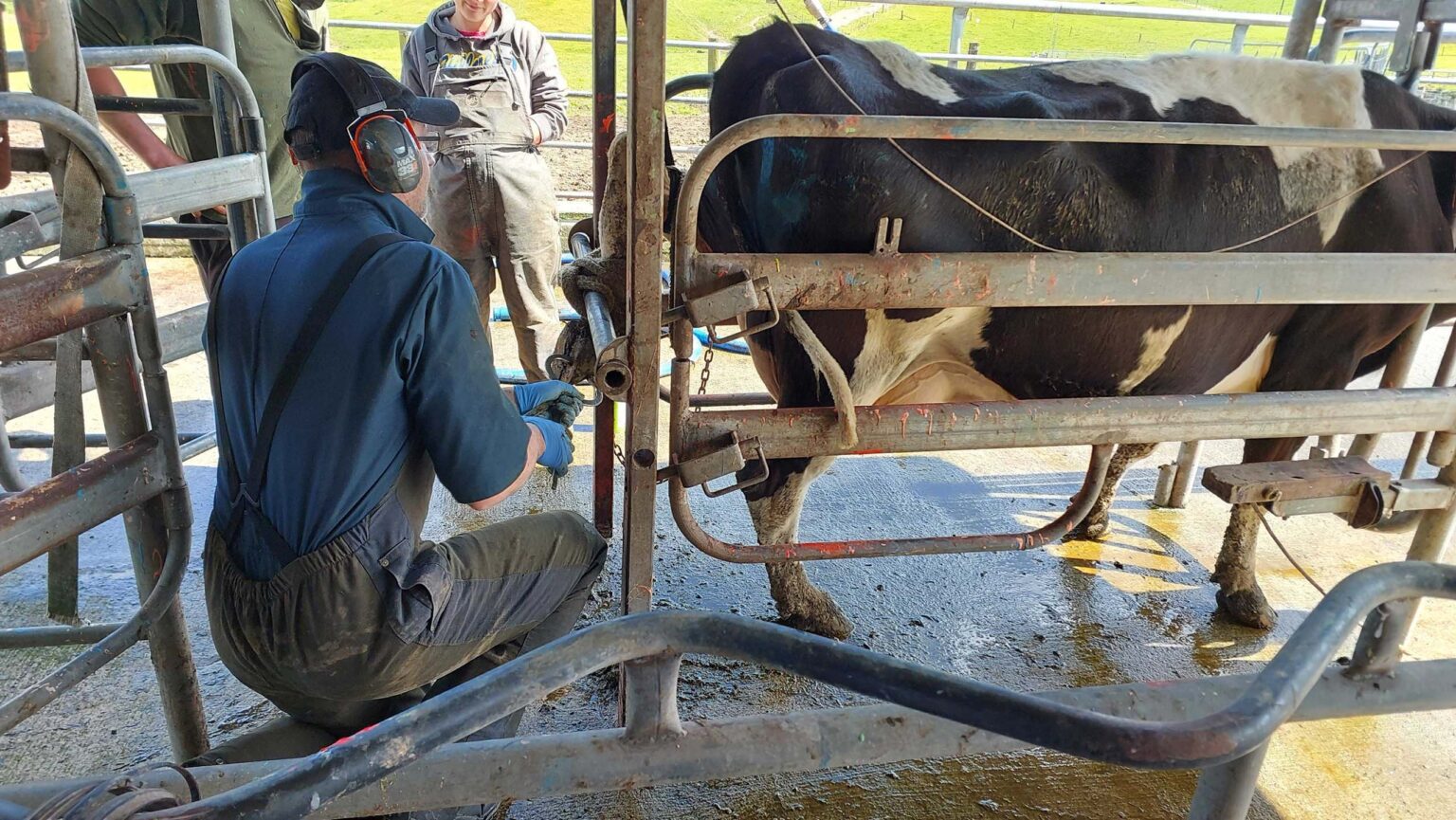 Stepping Towards Recovery: A Study on Early Intervention for Dairy ...
