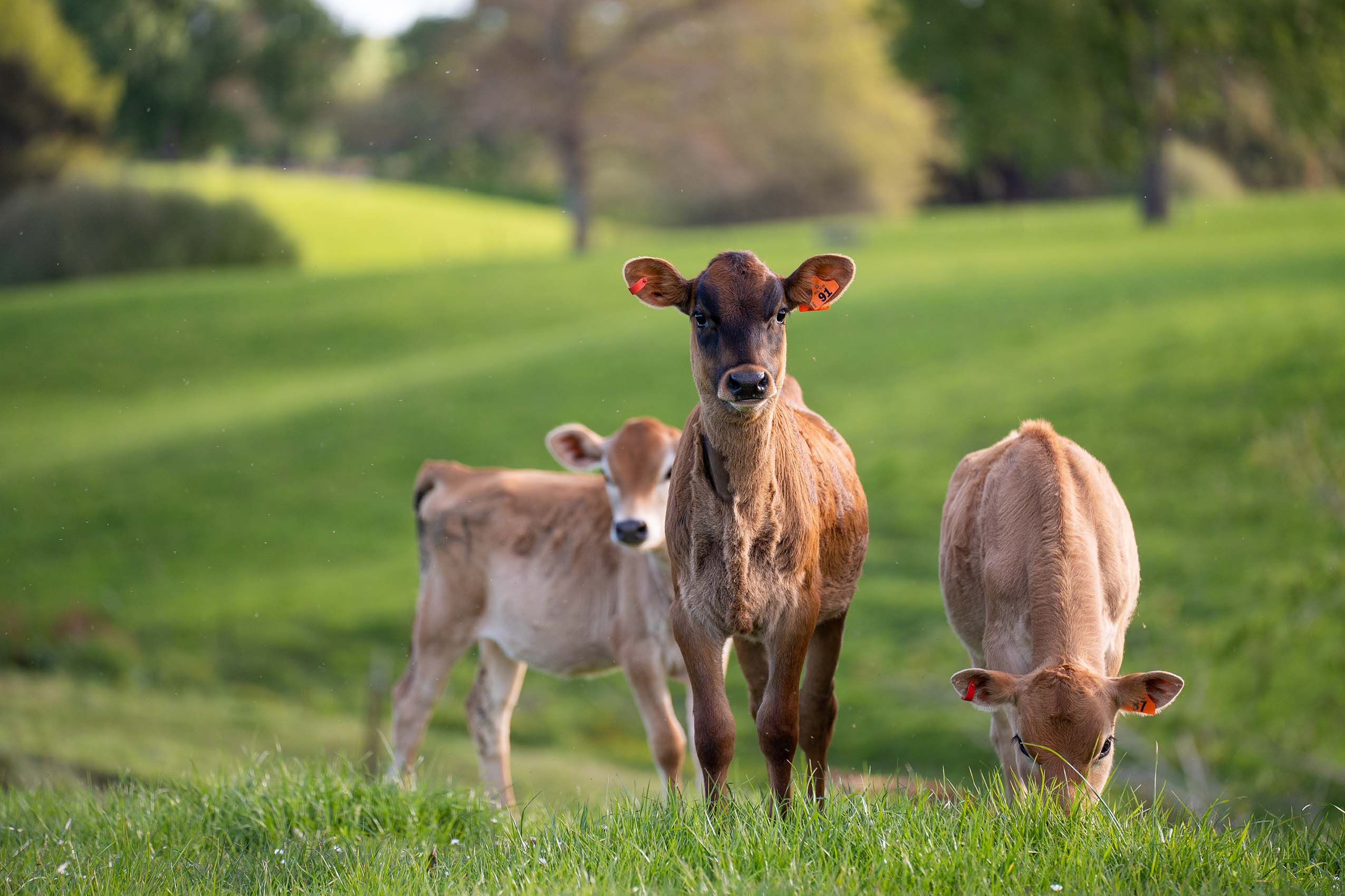 Contact Us | Work with Epivets