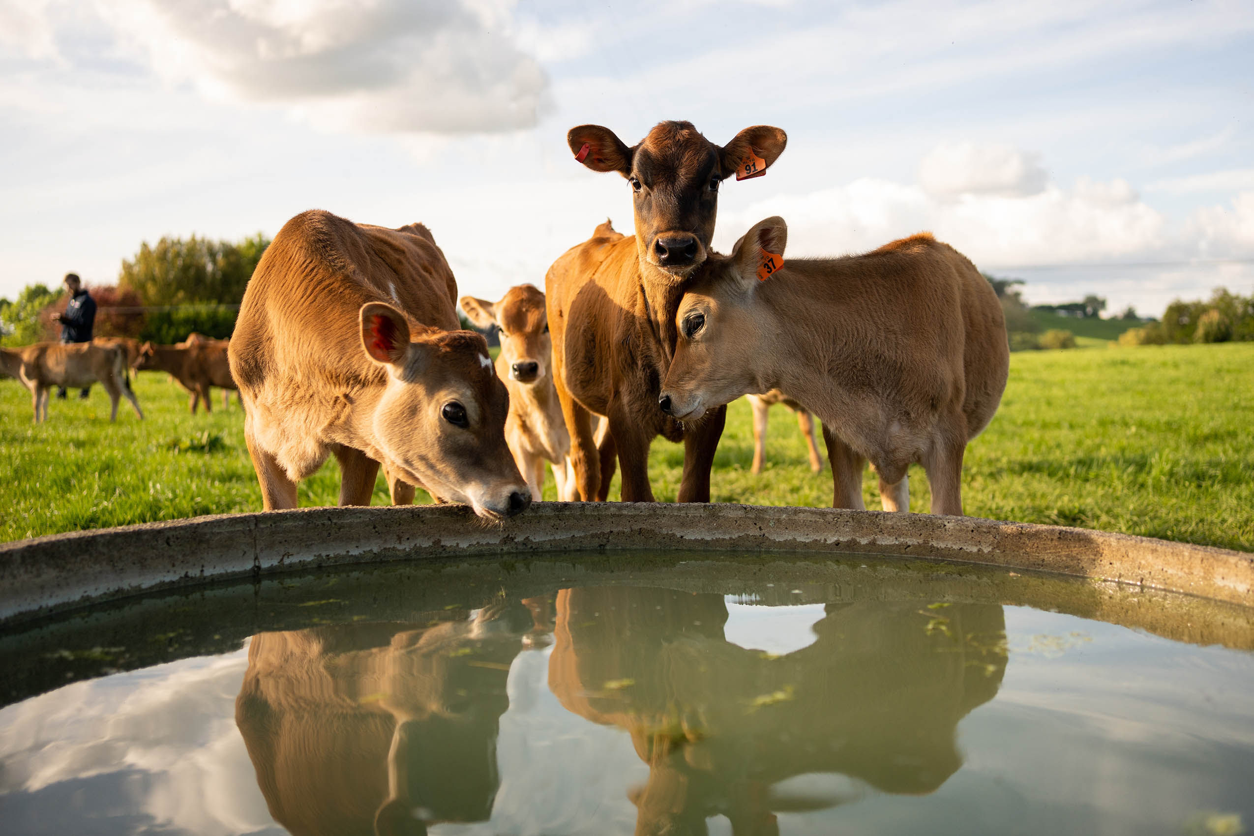 Our Research Farm - Epivets